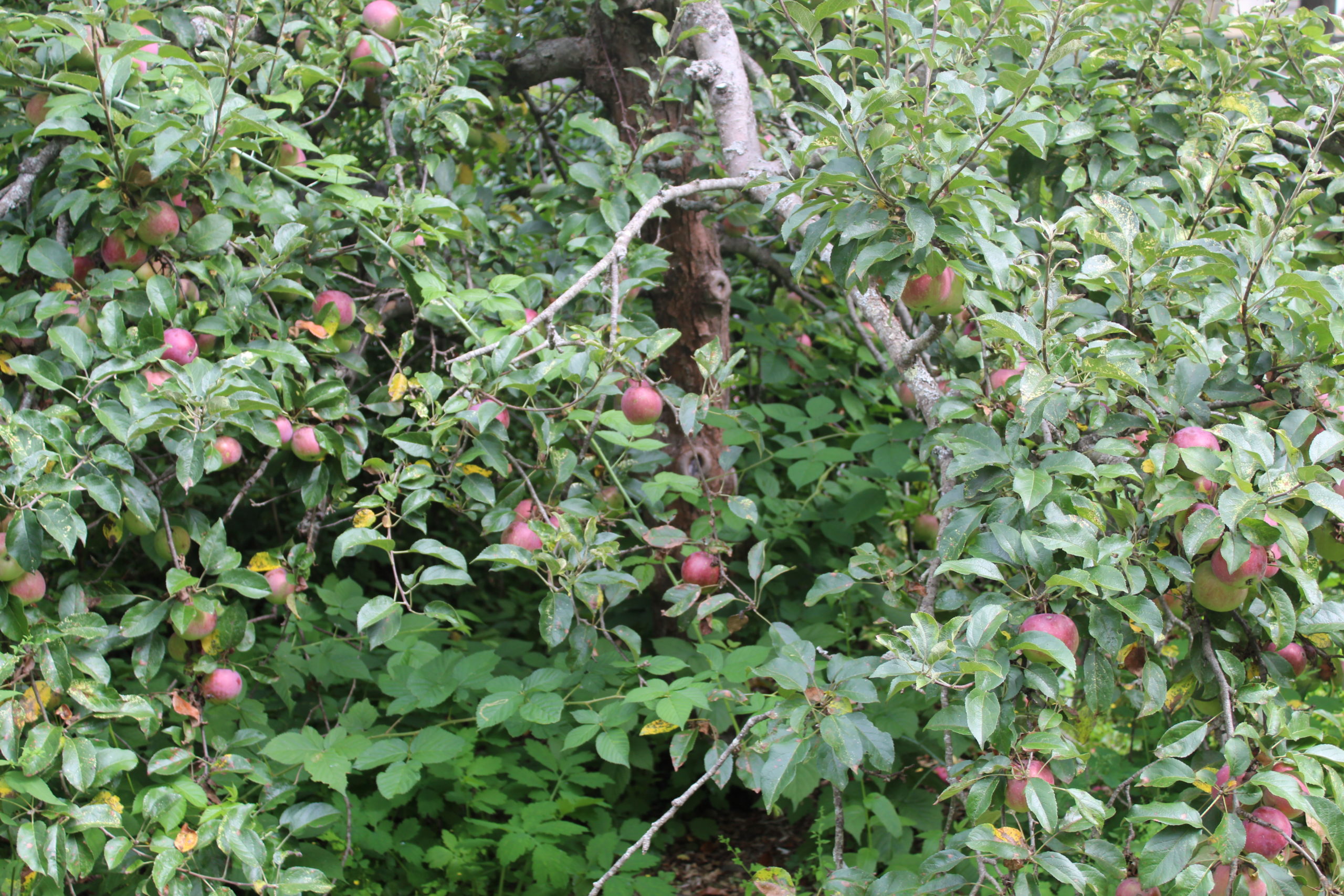 Elohim Creator & creation ~ evokes engages enables